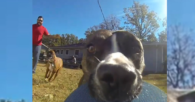 This doggo stealing a GoPro is better than anything on TV