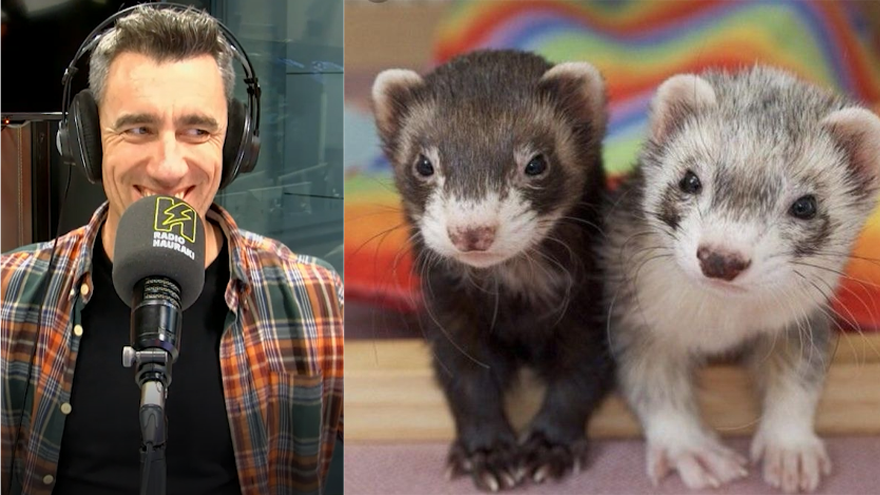 Mike's Ferret Family